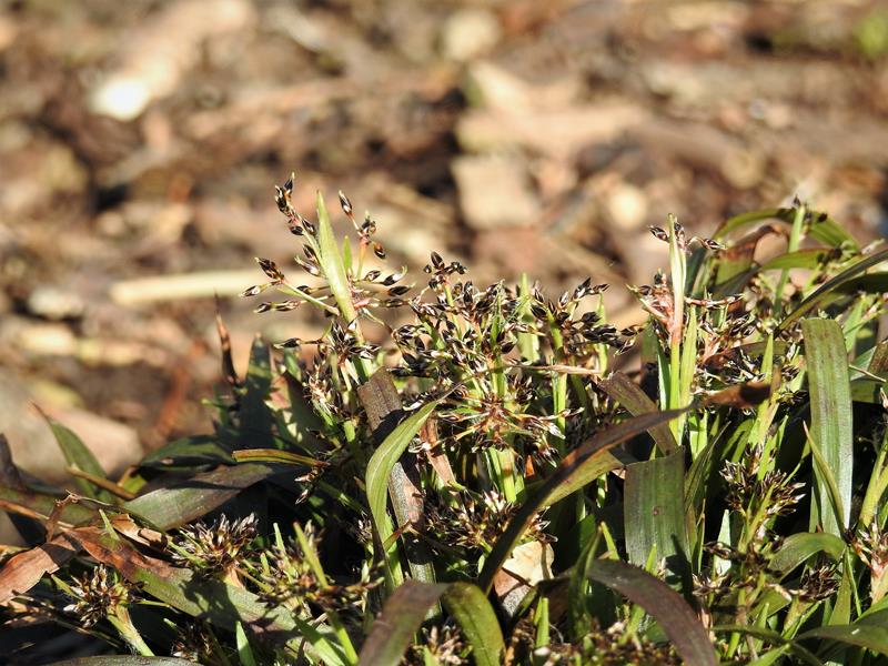 Zielono Zakręceni: Kosmatka owłosiona 'Igel' (1/1)